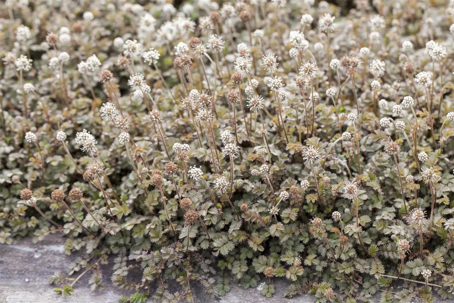 Acaena microphylla - P9