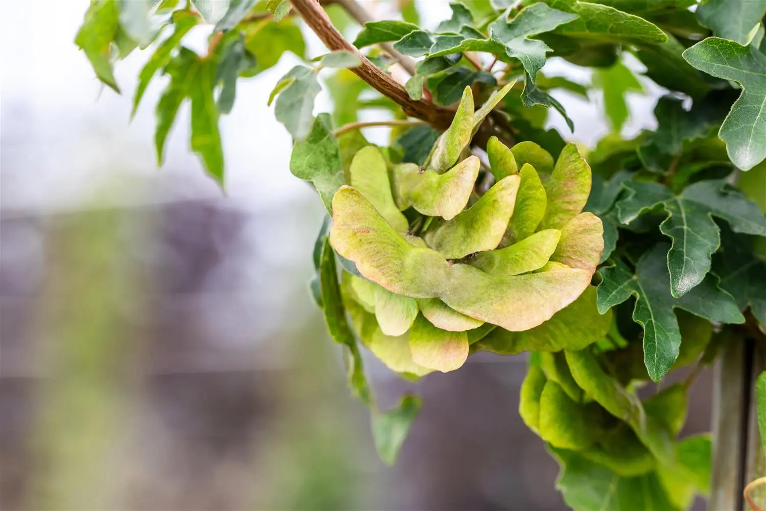 Acer campestre 'Queen Elizabeth' - 40-60 CM C2 WHIP