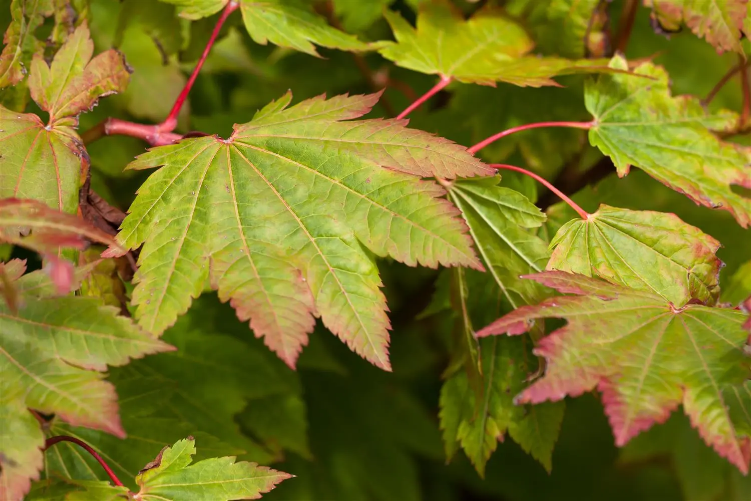 Acer japonicum 'Vitifolium' - 50-60 CM C10