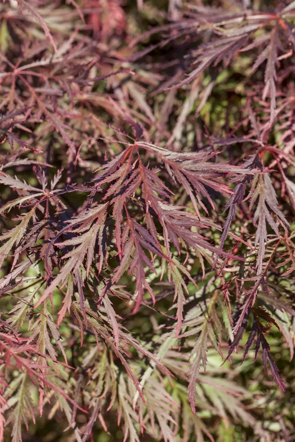 Acer palm. 'Ornatum' - Liners bare root