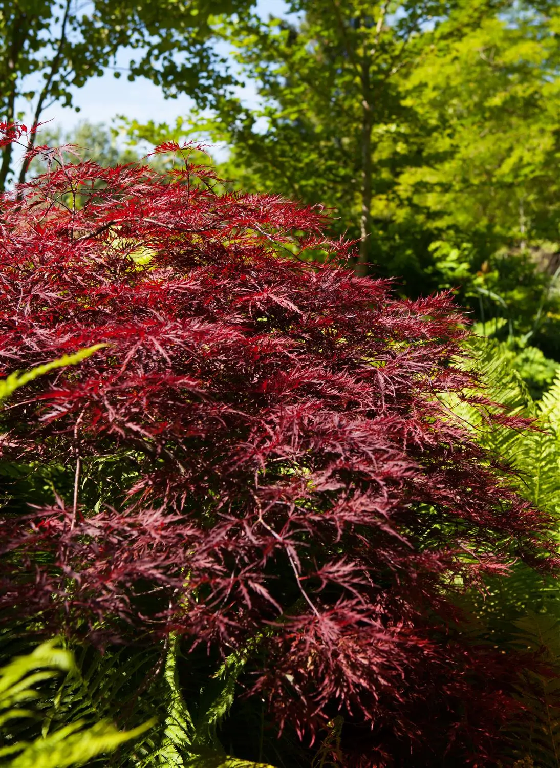 Acer palm. 'Red Pygmy' - 60-80 CM C7.5