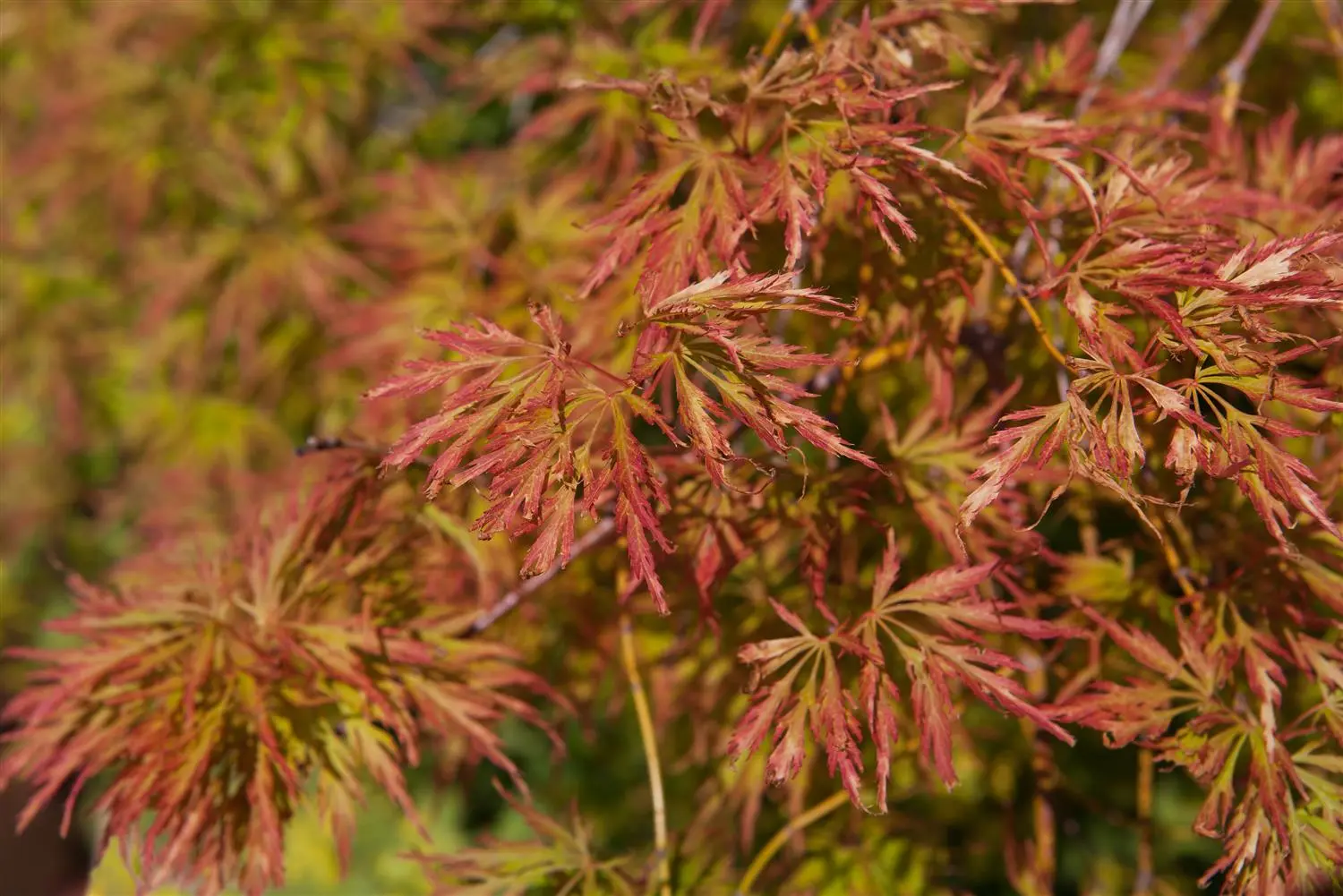 Acer palmatum 'Baldsmith' - 90 CM STEM C18