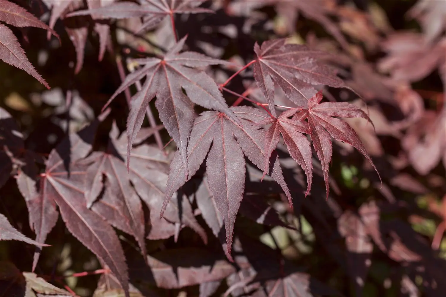 Acer palmatum 'Bloodgood' - MULTISTEM 150-175 CM C90