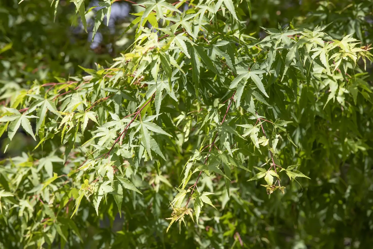 Acer palmatum 'Linearilobum' - 80-100 CM C15