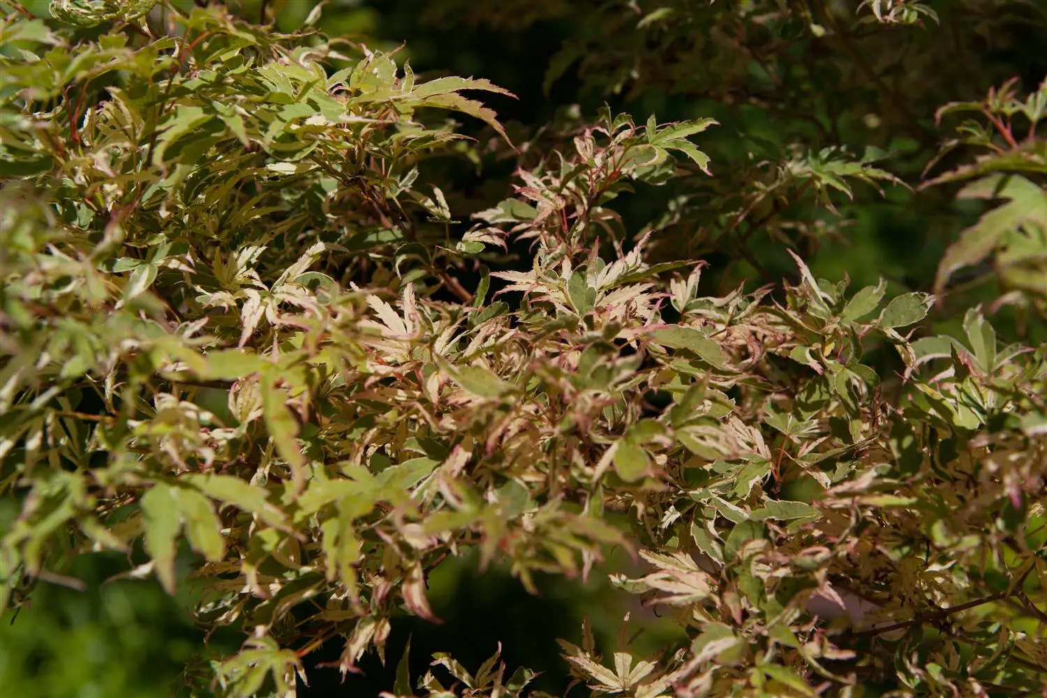 Acer palmatum 'Oridono-nishiki' - Liners bare root