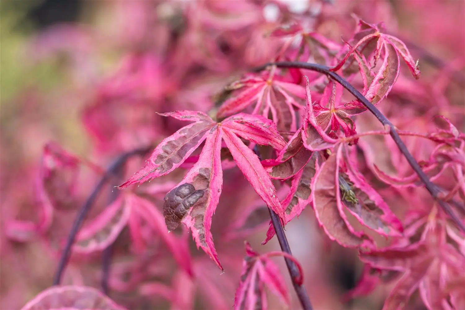 Acer palmatum 'Pink Passion' - 60-80 CM C15