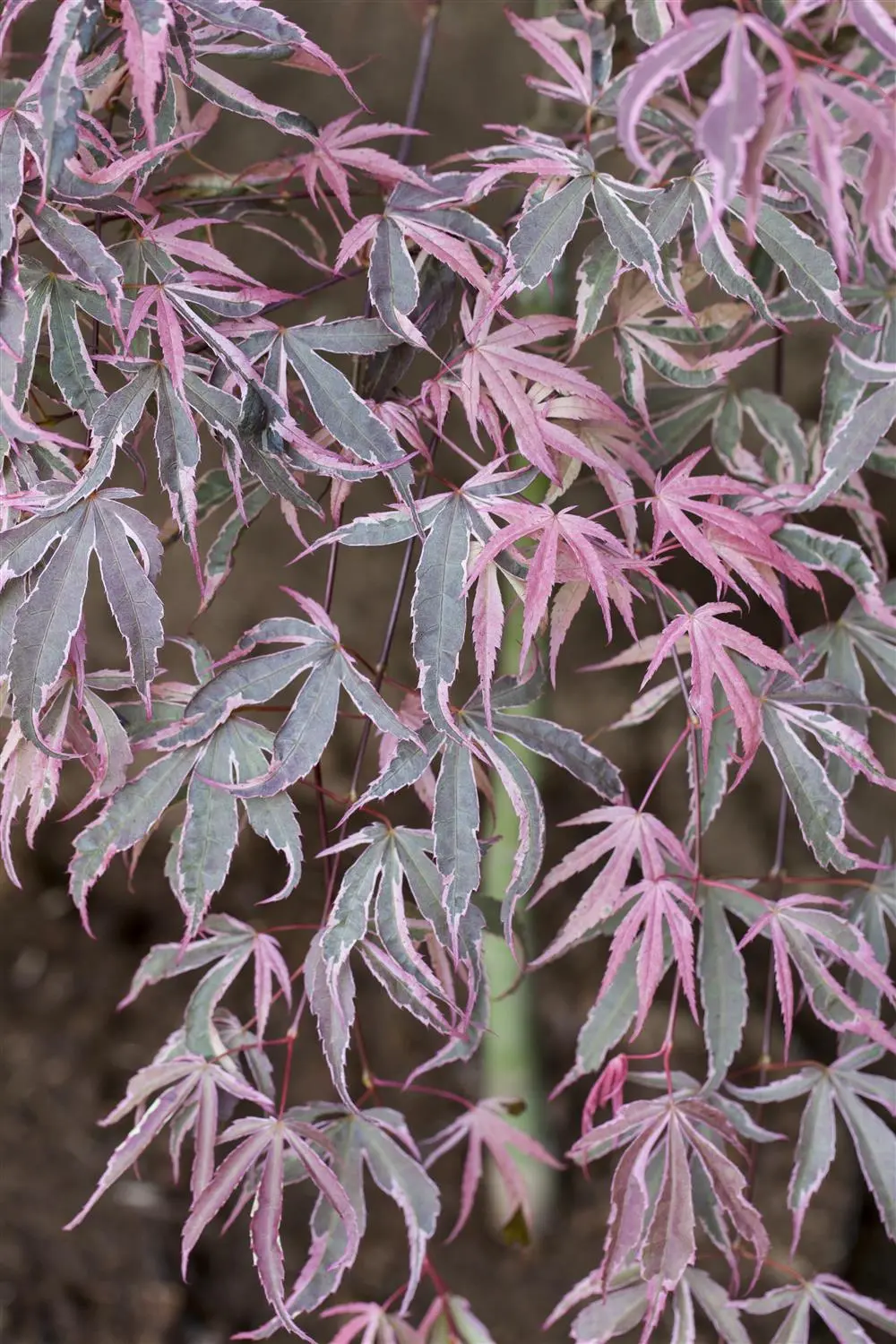 Acer palmatum 'Shirazz'? - 90 CM STEM C10