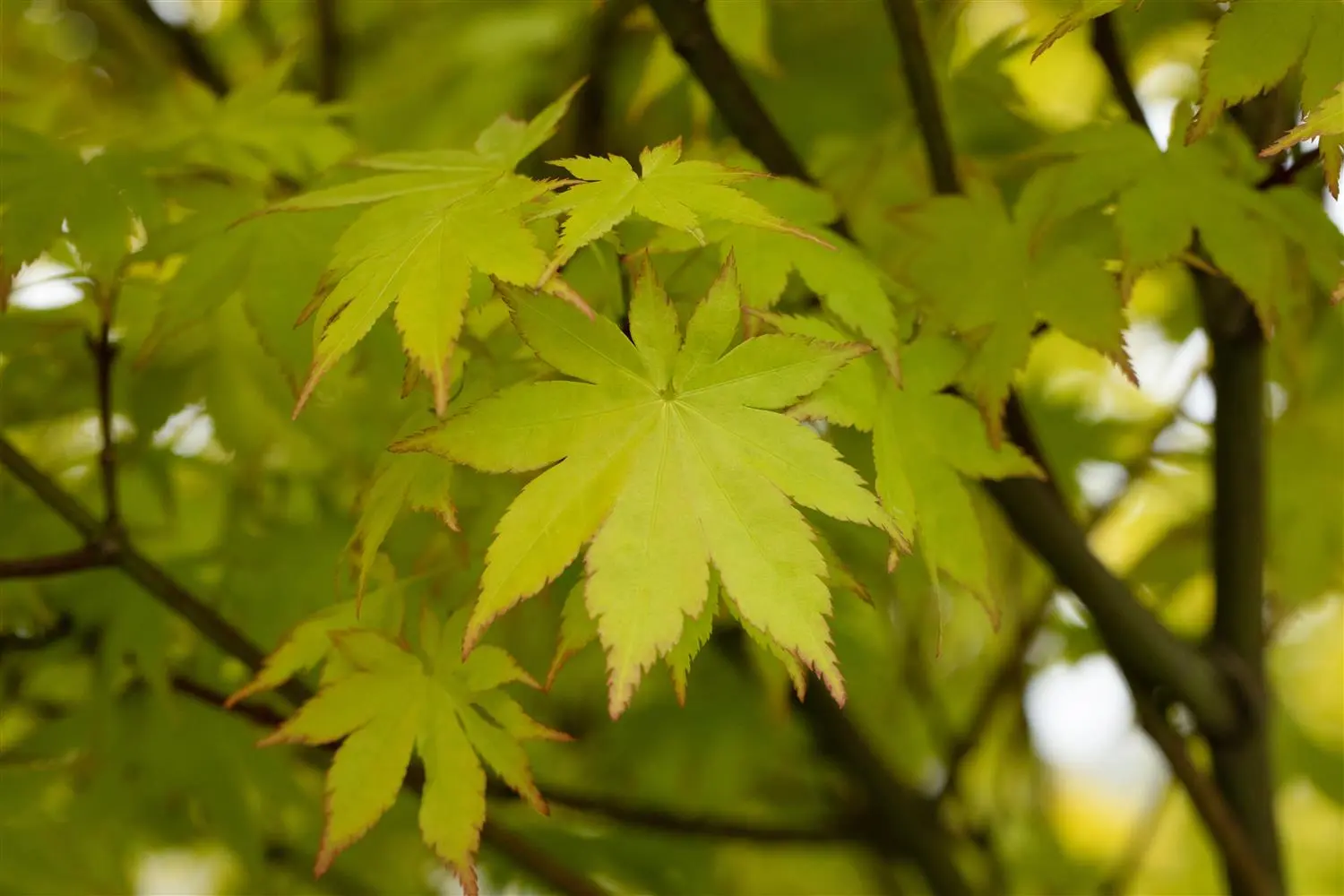 Acer palmatum 'Summer Gold' - 40-60 CM C4