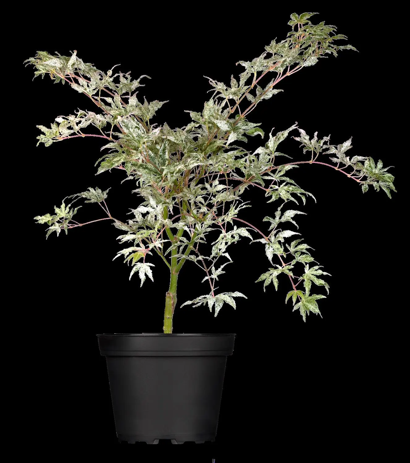 Acer palmatum 'Ukigumo' - 60-80 CM C7.5