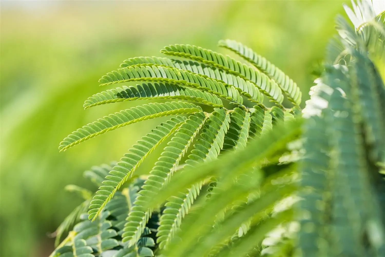 Albizia julibrissin - 80-100 CM C3