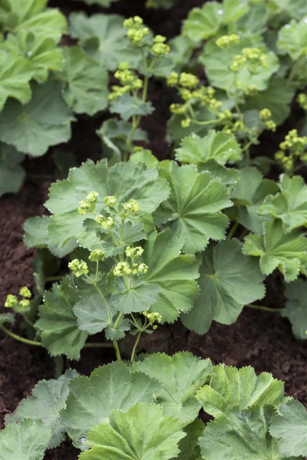 Alchemilla mollis - P9