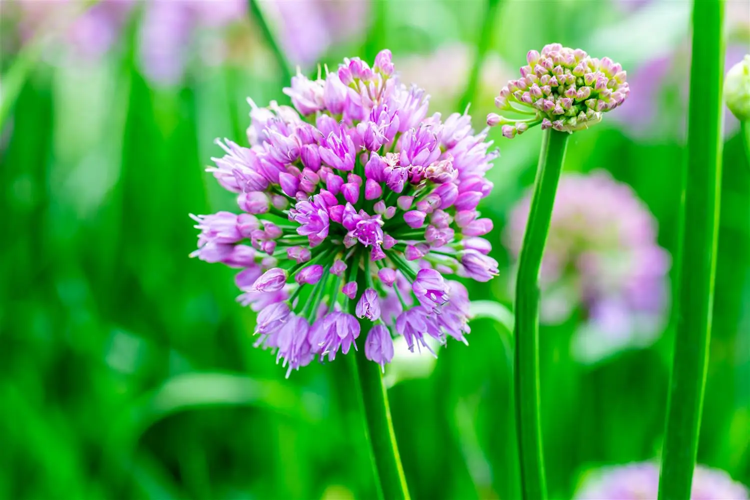 Allium 'Millennium' - 2 Ltr pot