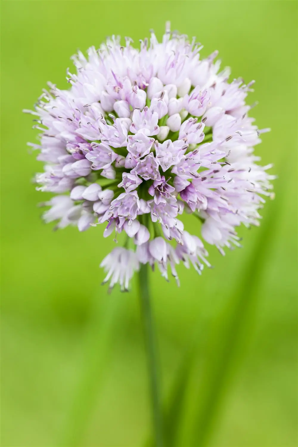 Allium 'Summer Beauty' - P11