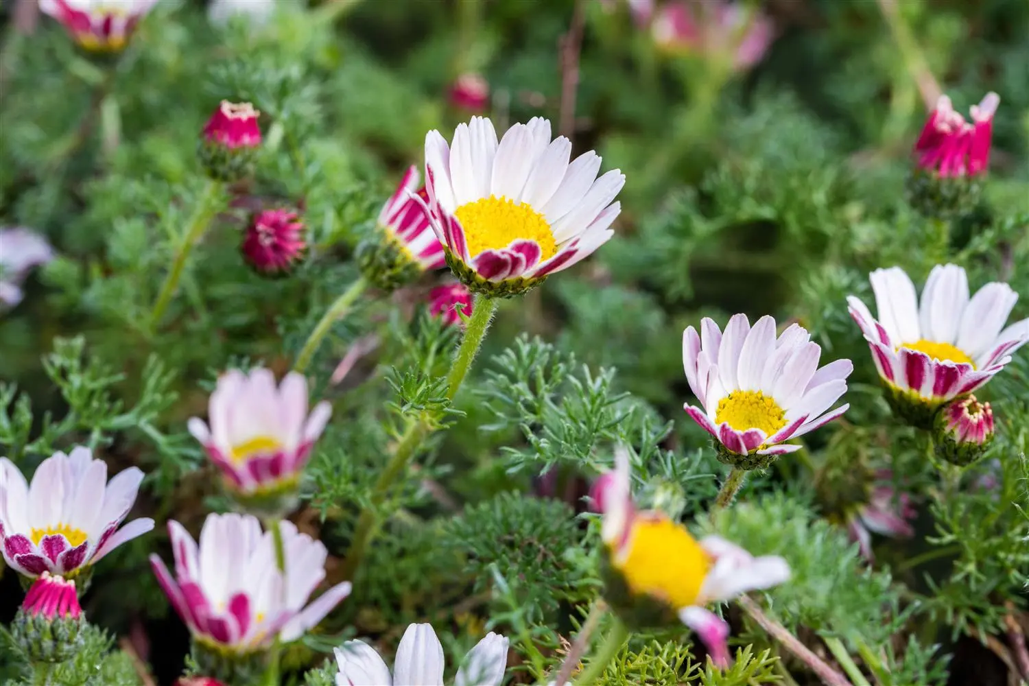 Anacyclus pyrethrum depressus - P9
