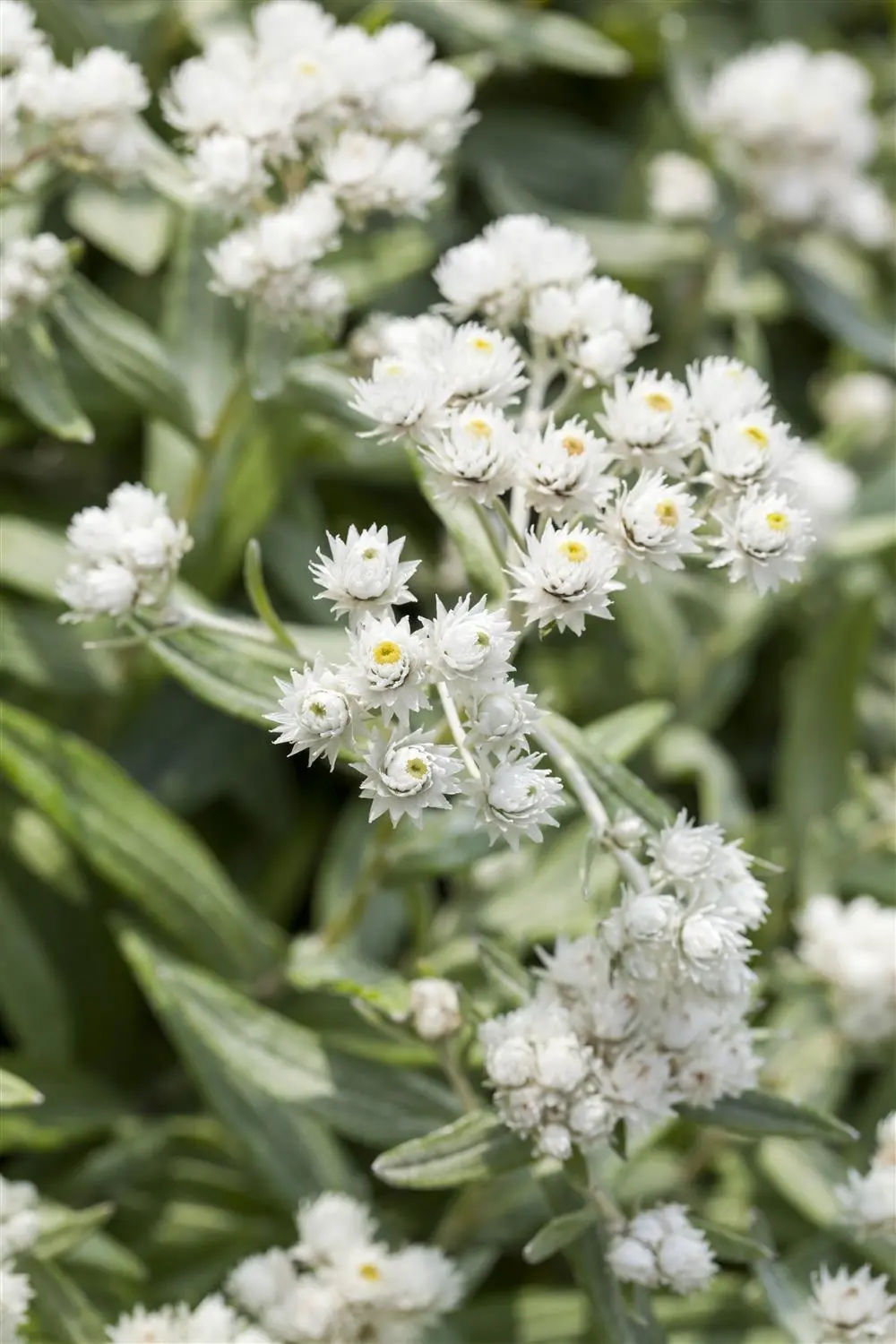 Anaphalis triplinervis - P9