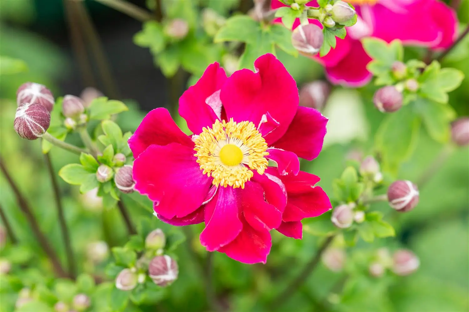 Anemone 'Fantasy" Ariel' - P9