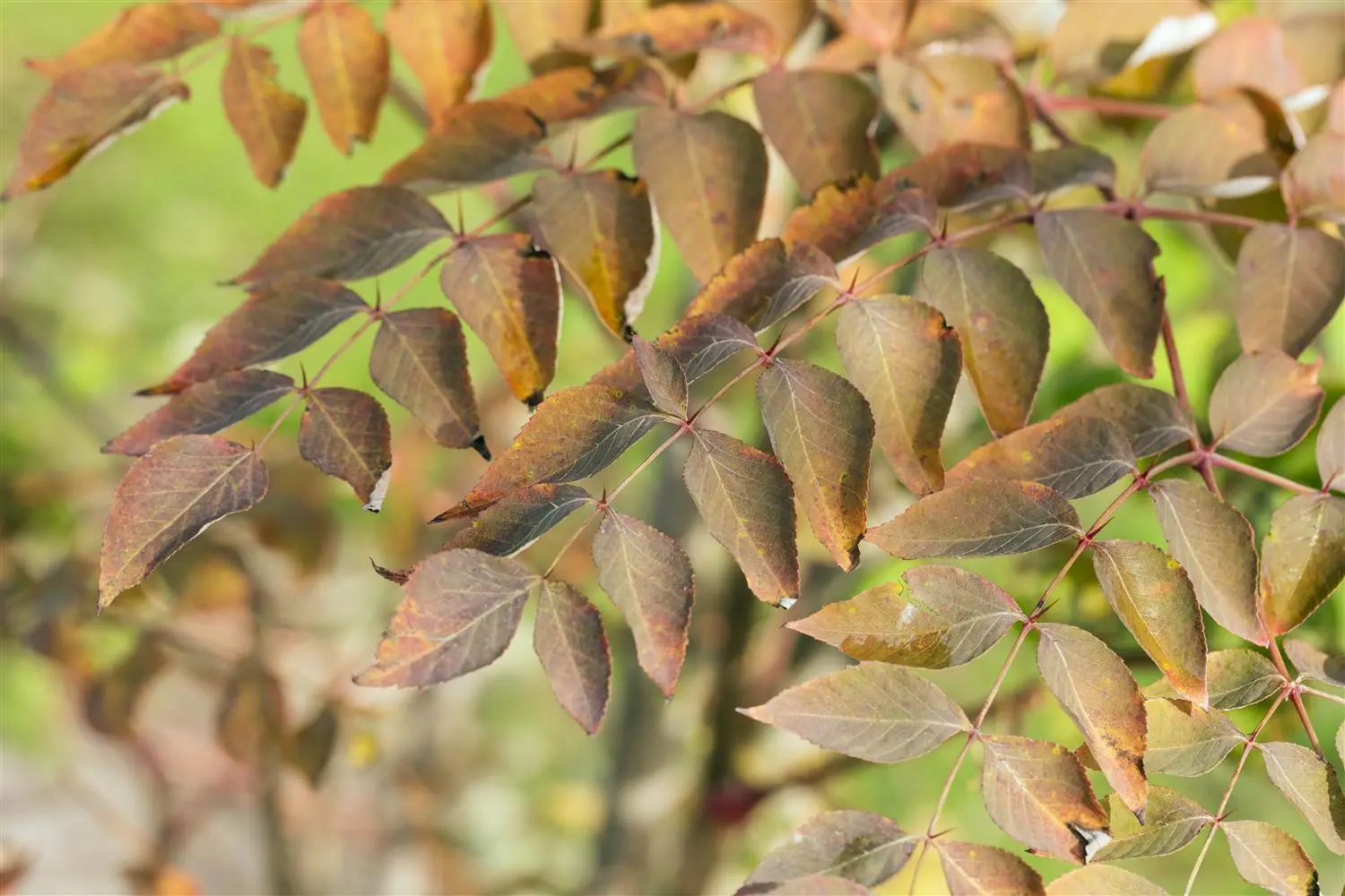 Aralia elata - 100-125 CM C20