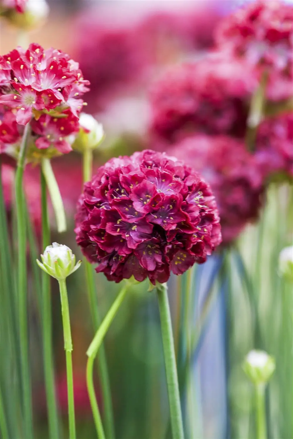 Armeria pseud. 'Ballerina Red' - P9