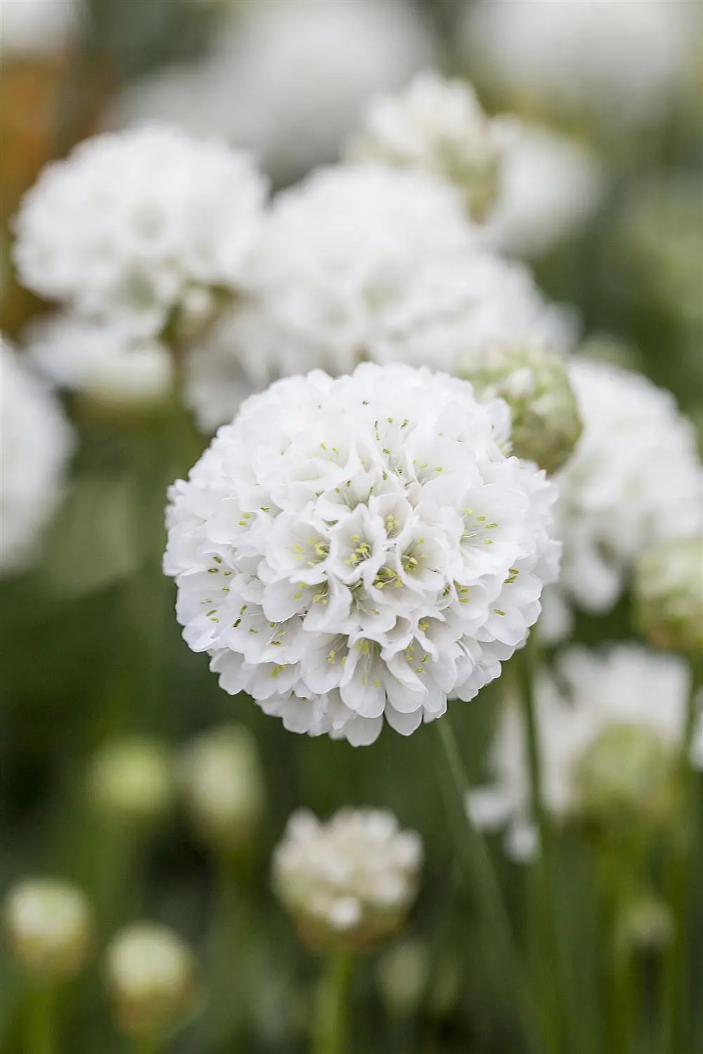 Armeria pseud. 'Ballerina White' - P9