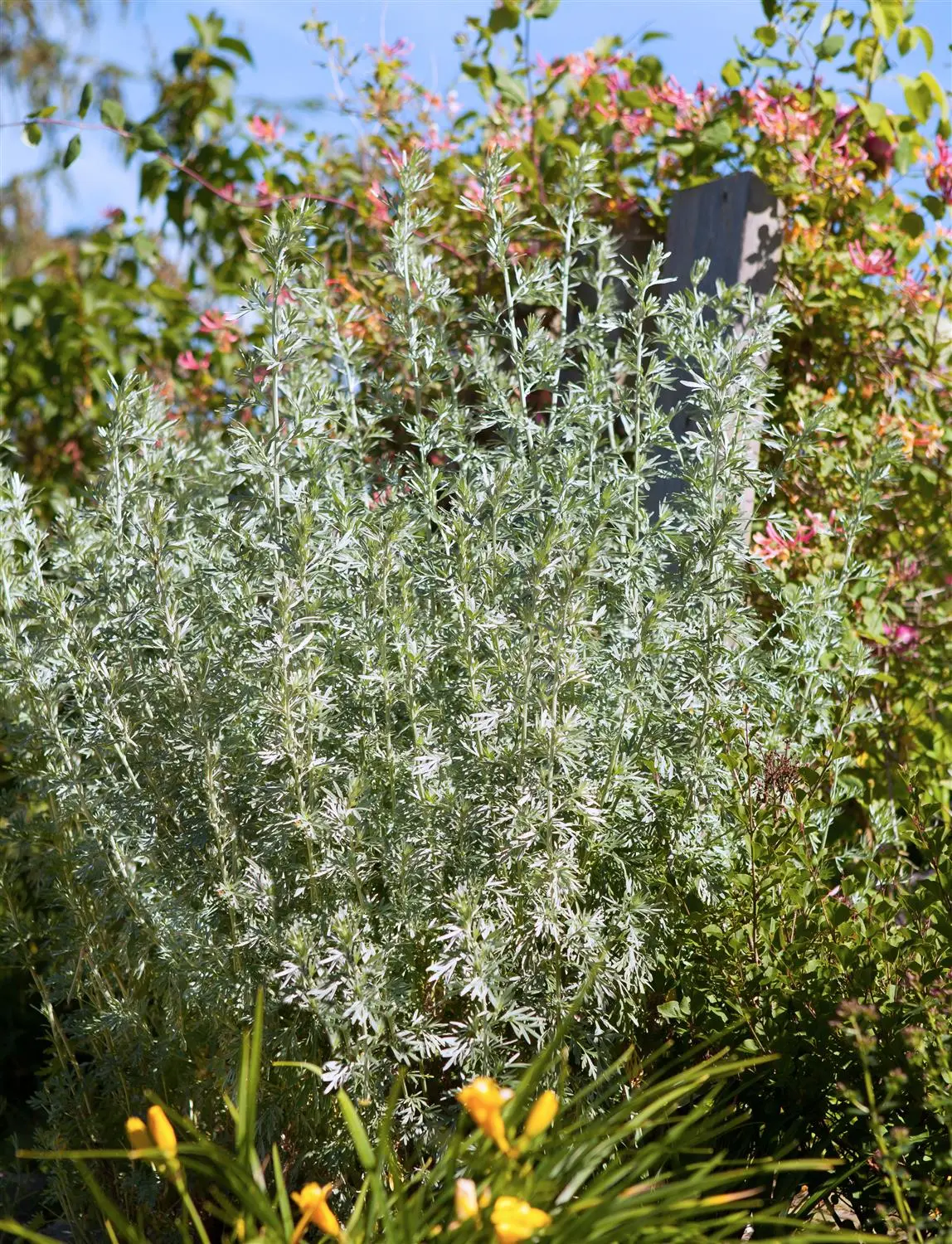 Artemisia 'Powis Castle' - 2 Ltr pot