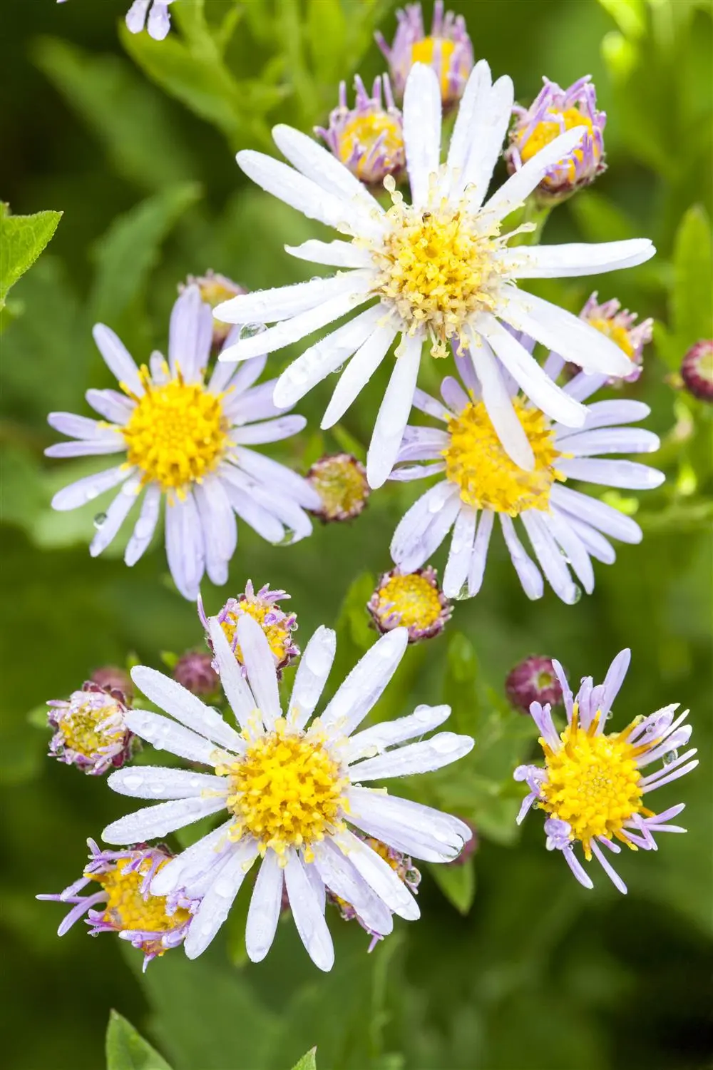 Aster ageratoides 'Asran' - PLUG/CELGROWN 100 CEL TRAY