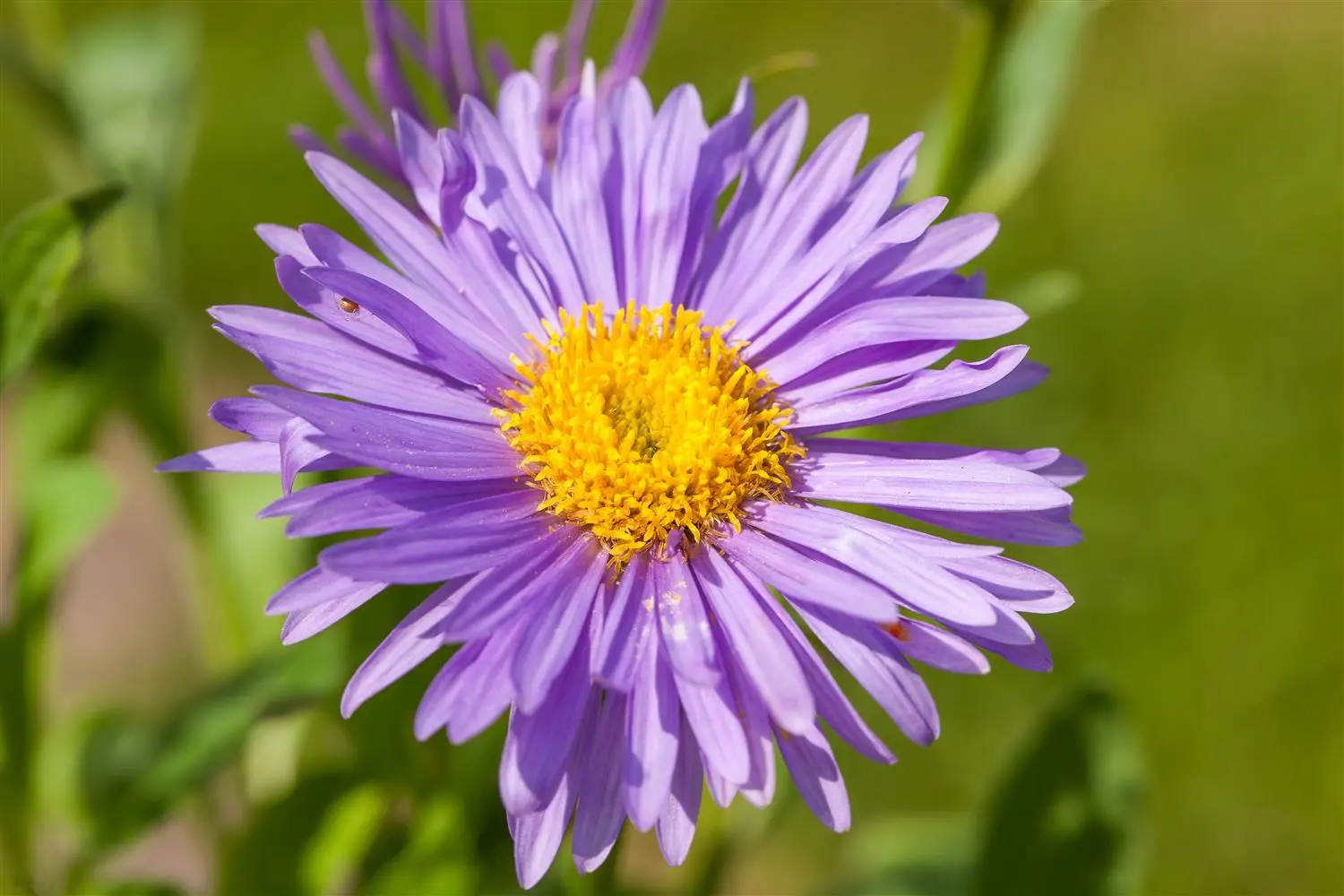 Aster alpinus 'Dunkle Sch?ne' - P9