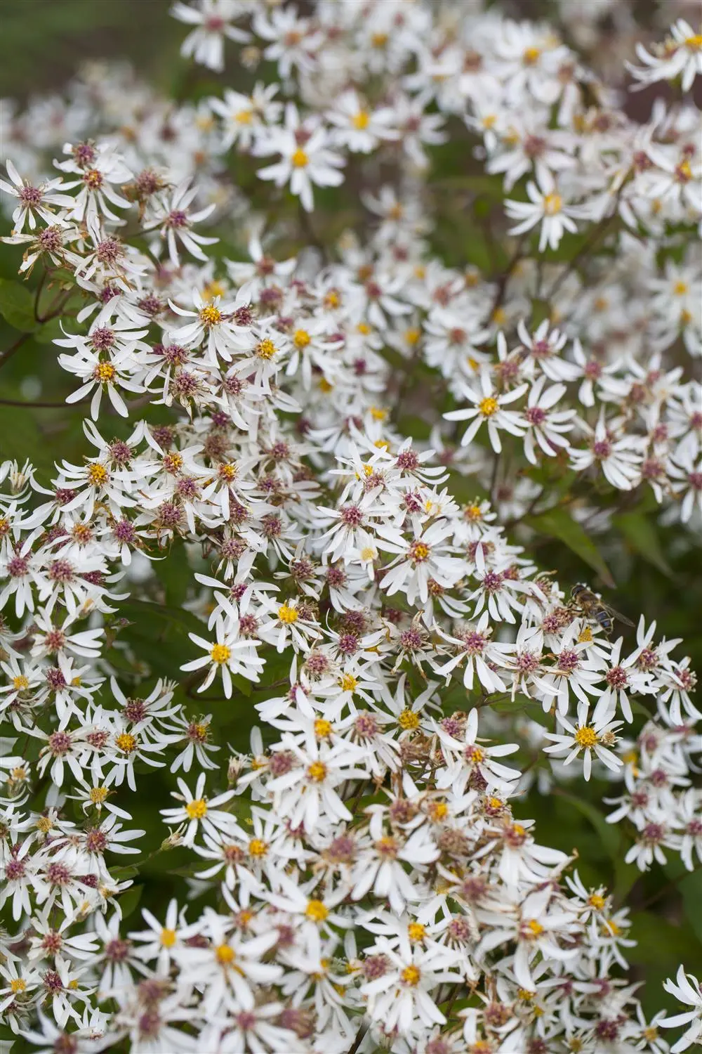 Aster divaricatus 'Tradescant' - P9