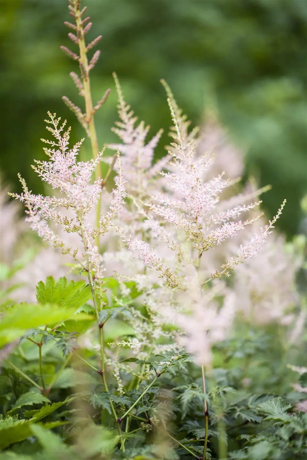 Astilbe 'Darwin's Snow Sprite' - P11