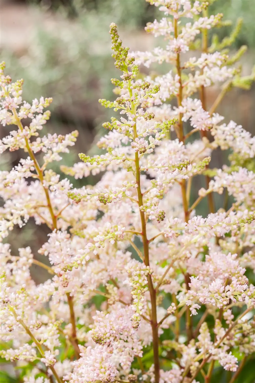 Astilbe (J) 'Peach Blossom' - P9