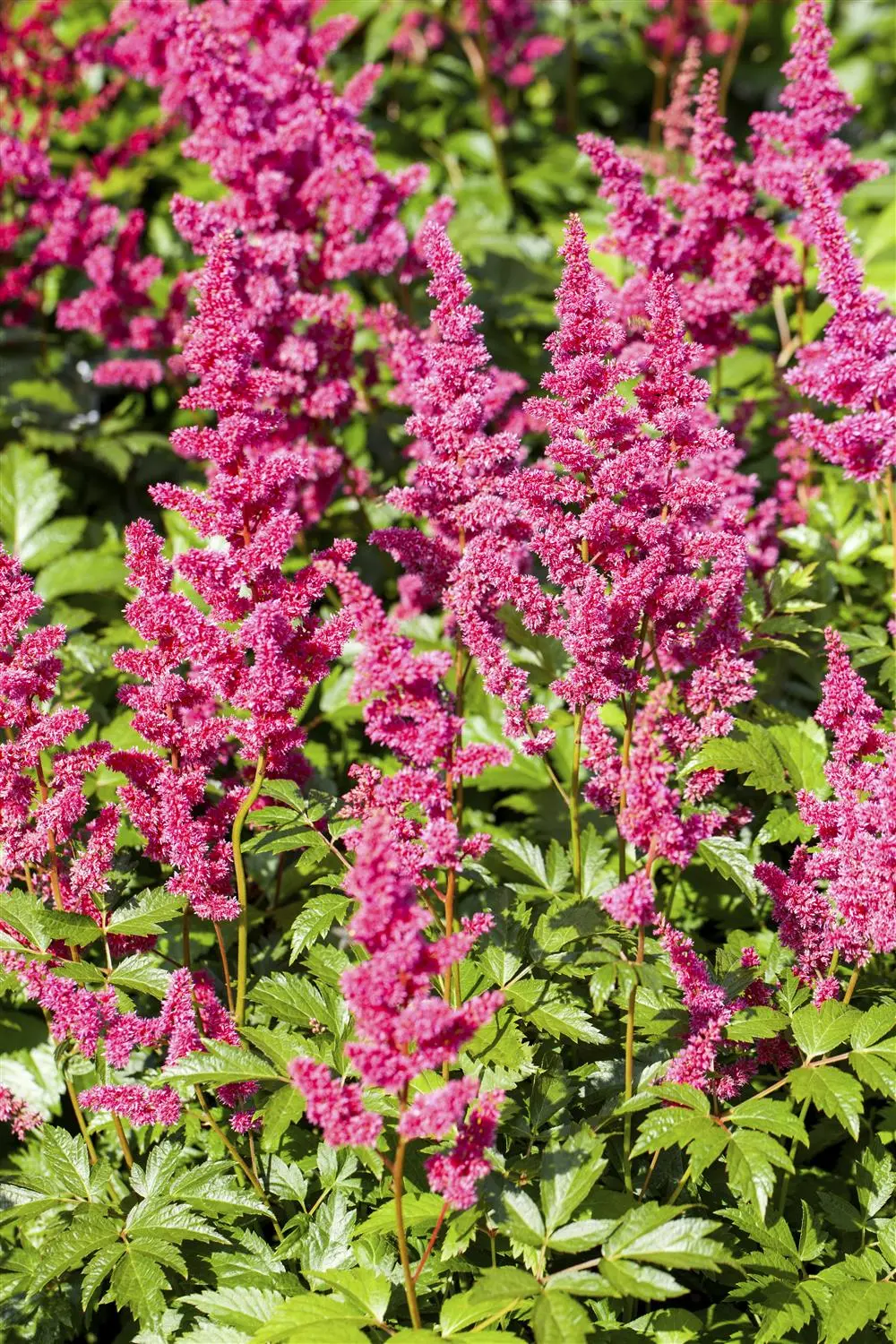 Astilbe (J) 'Red Sentinel' - P9