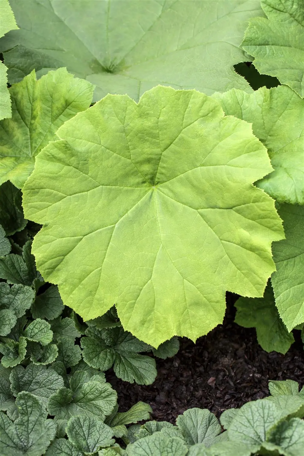 Astilboides tabularis - P9