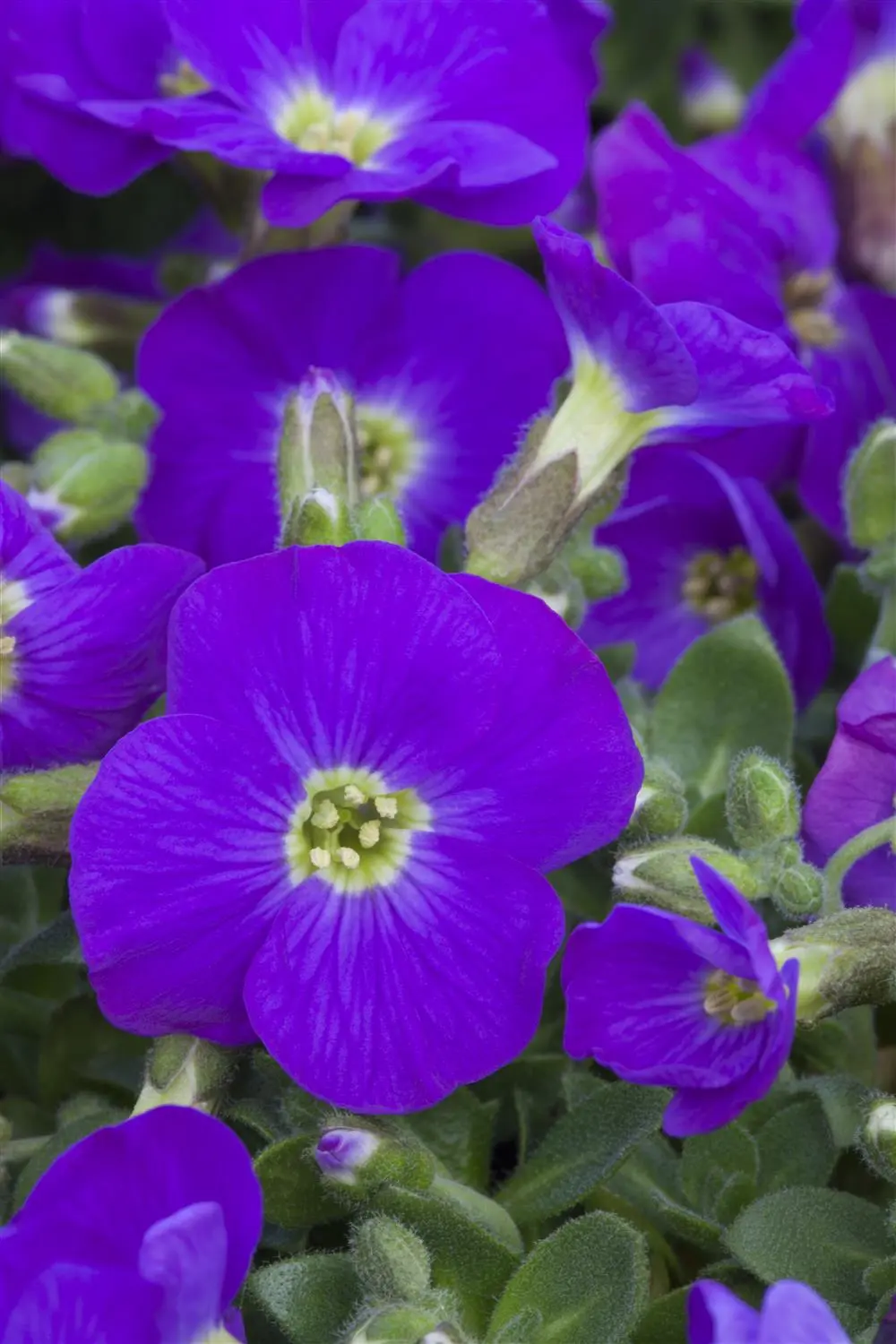 Aubrieta grac. 'Audrey Blue Shades' - 2 Ltr pot