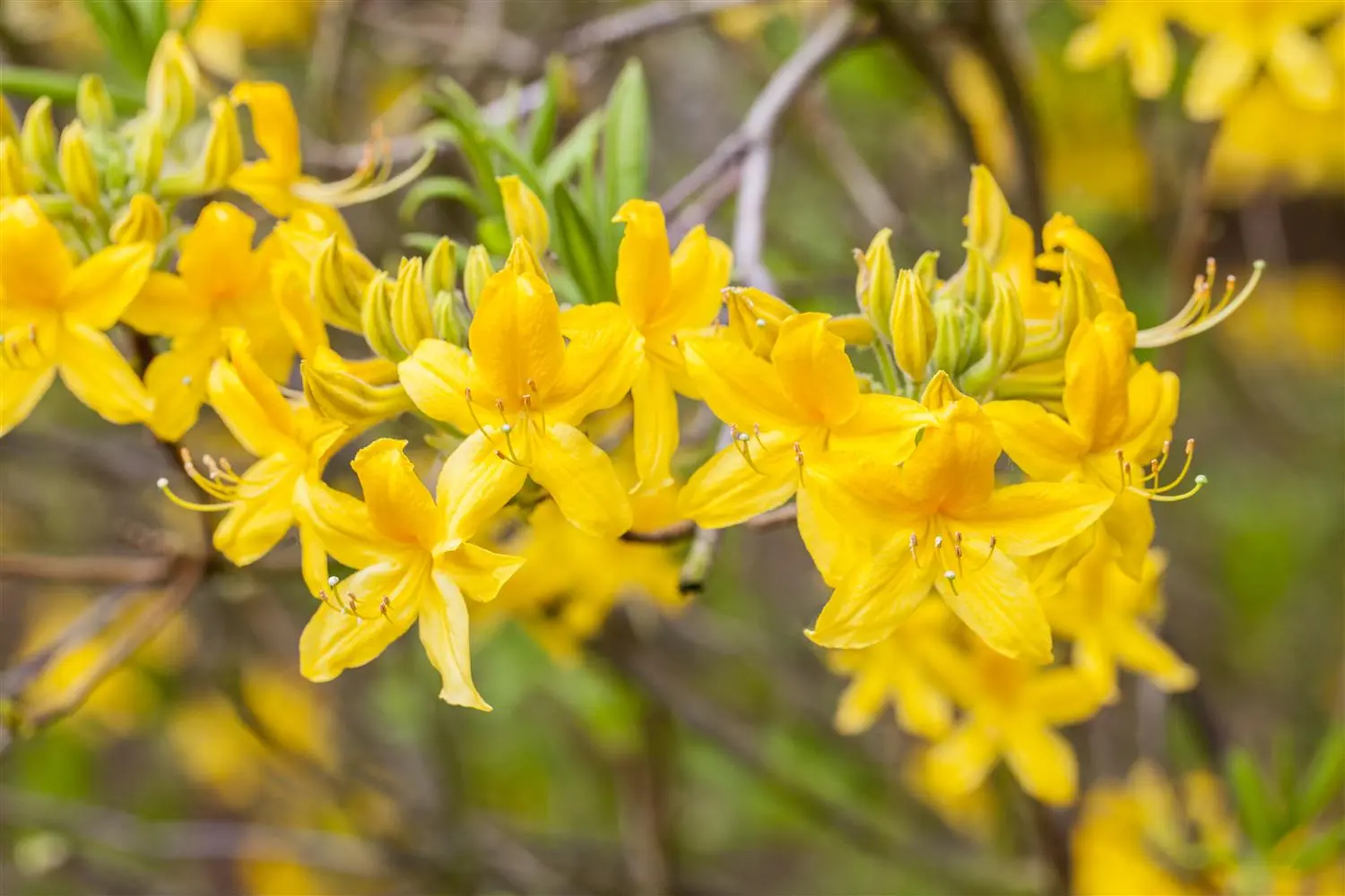 AZALEA GOLD TOPAS 4L