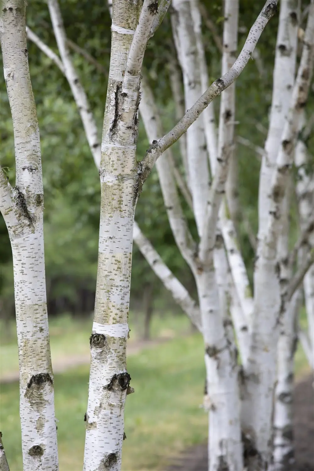 Betula utilis - MULTISTEM 200-250 CM C35