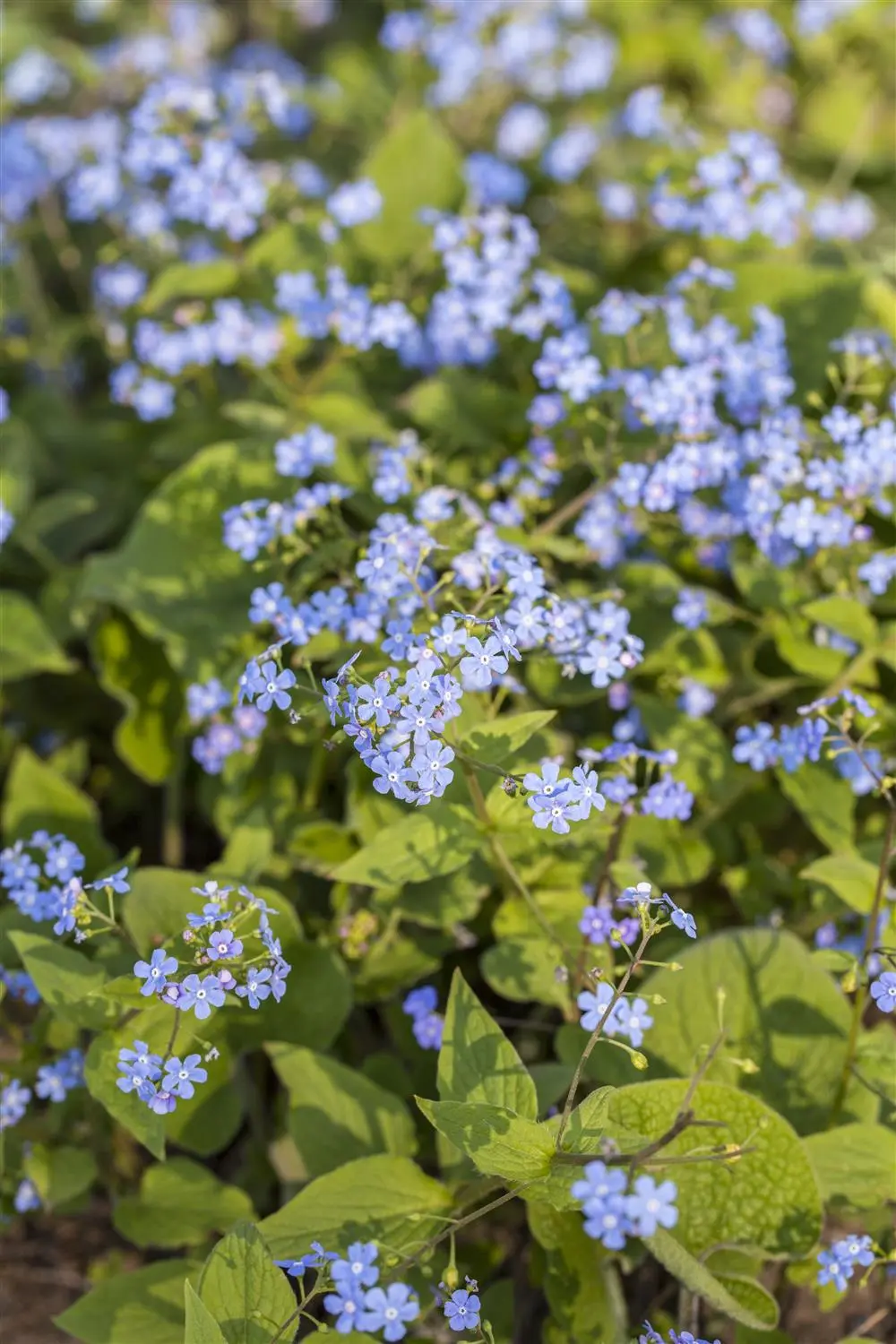 Brunnera macrophylla - P9