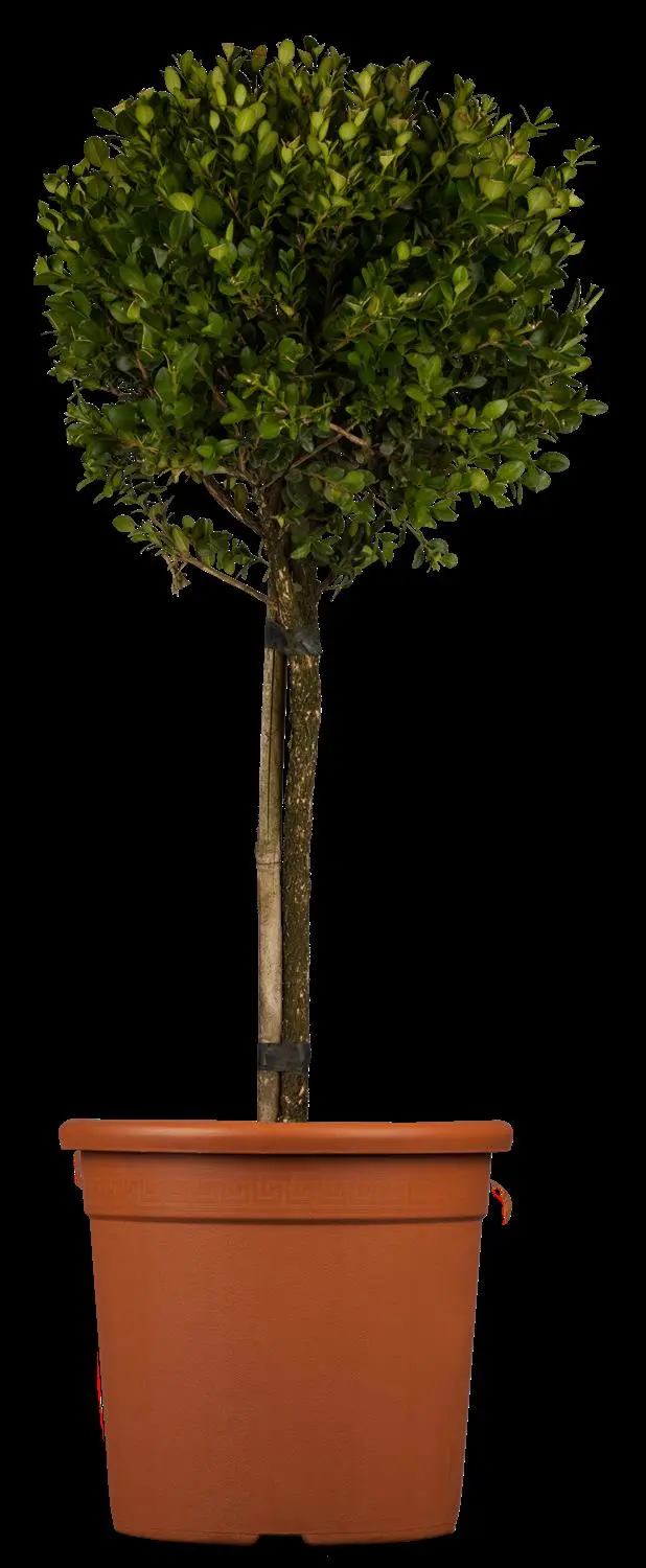 Buxus micr. 'Faulkner' - 25-30 CM C2