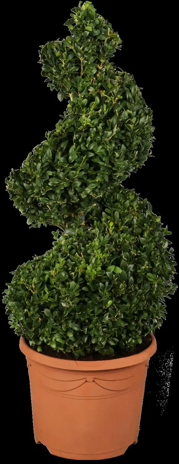 Buxus sempervirens - 175-200 CM SPIRAL RB