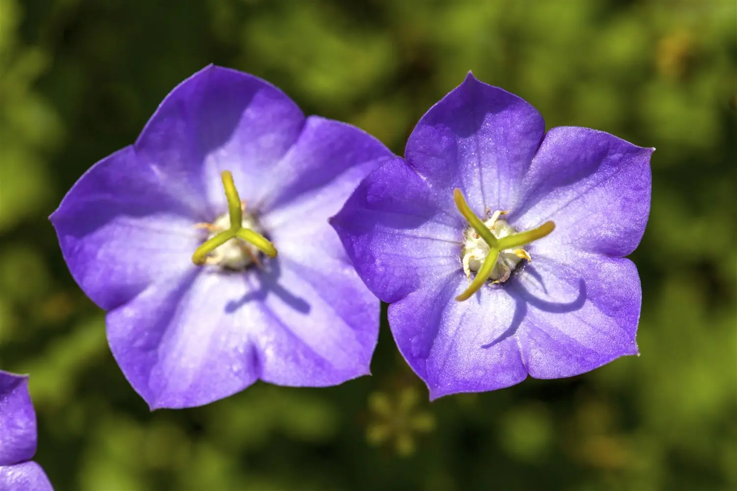 Campanula carpatica - P9