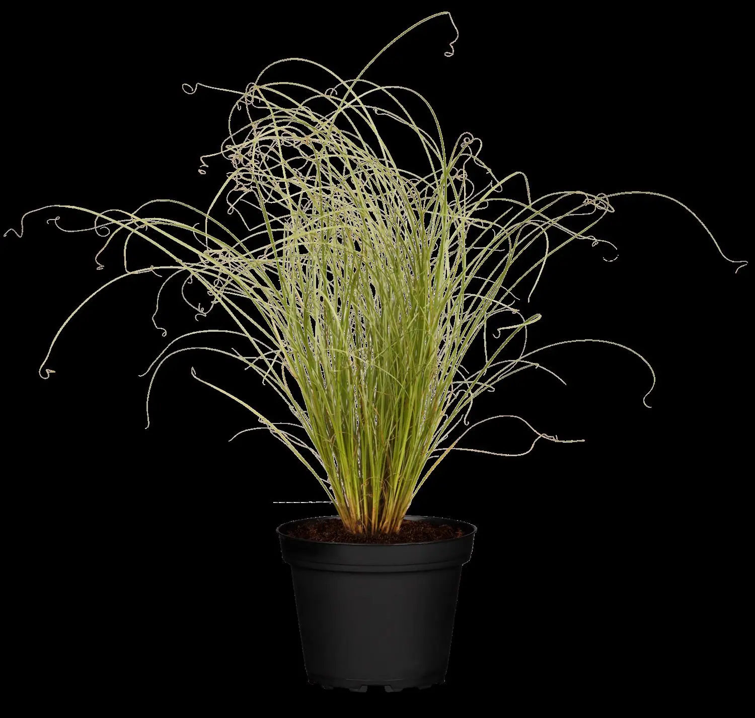 Carex comans 'Frosted Curls' - P13