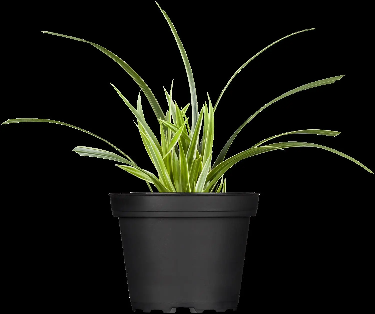 Carex morrowii - 5 Ltr pot