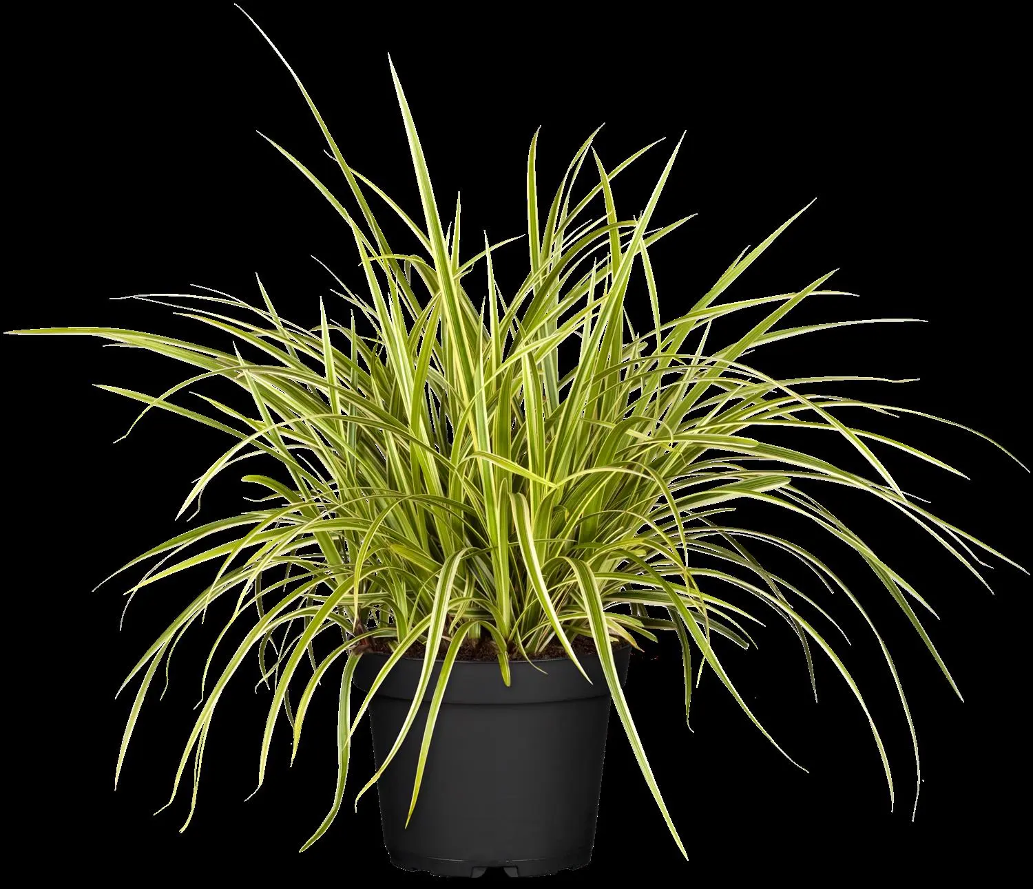 Carex morrowii 'Goldband' - 3 Ltr pot