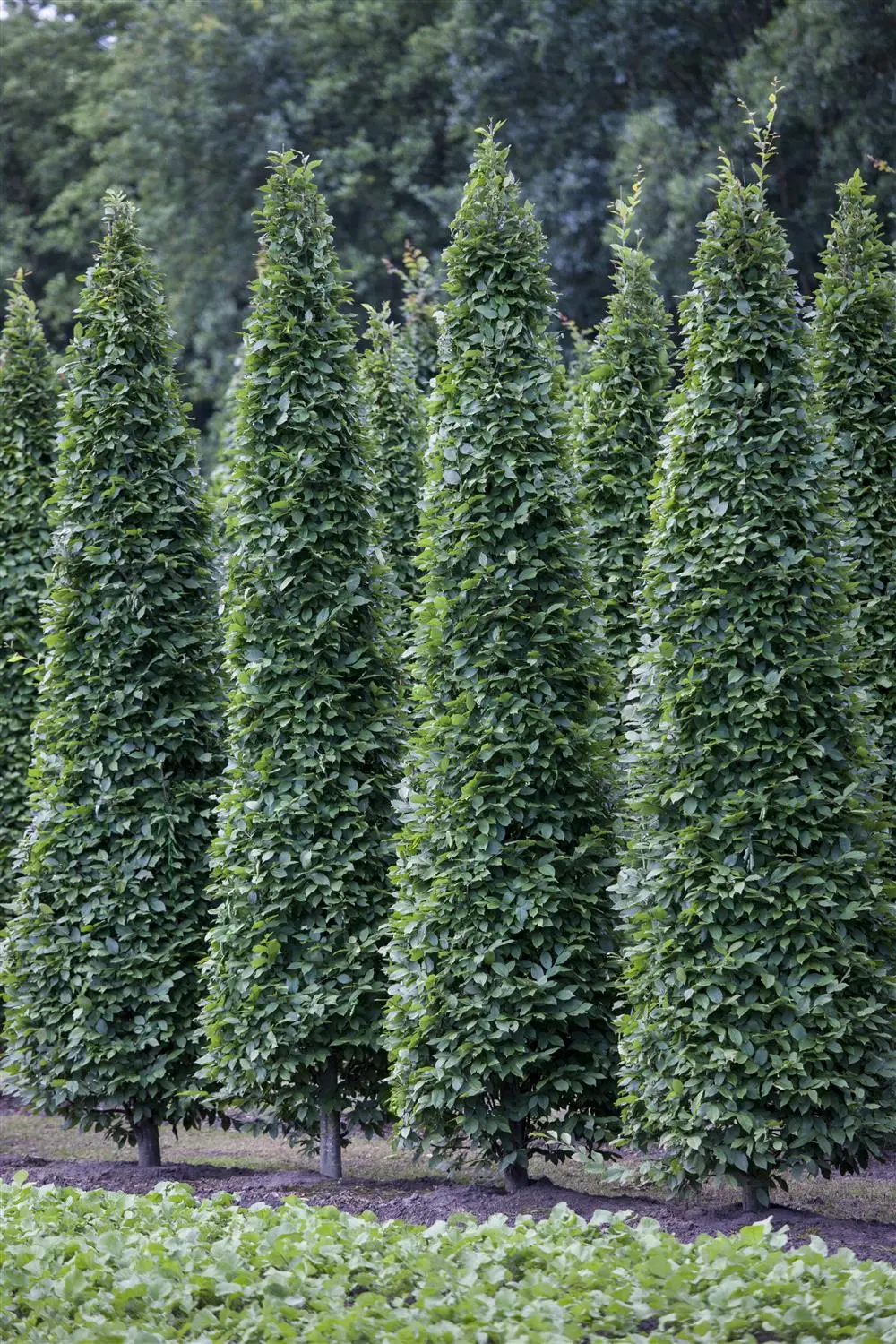 Carpinus betulus 'Fastigiata' - 175-200 CM RB