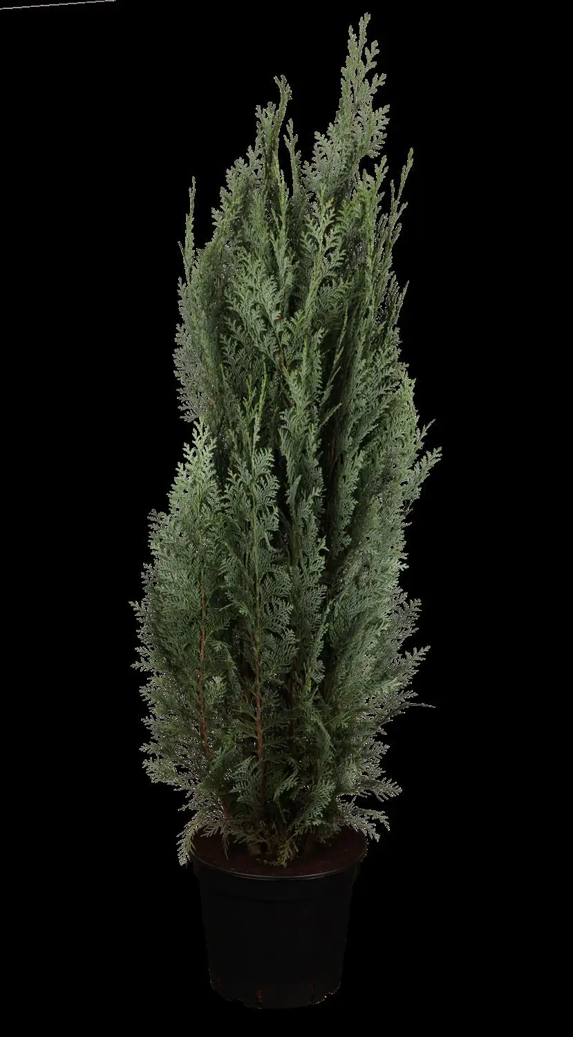 CHAM l COLUMNARIS GLAUCA 3L