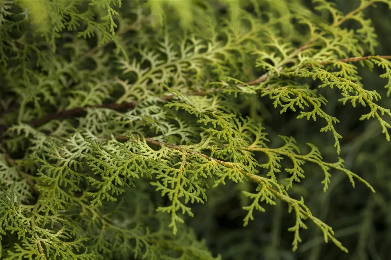 Chamaecyparis obt. 'Lucas'? - 40-50 CM C7.5