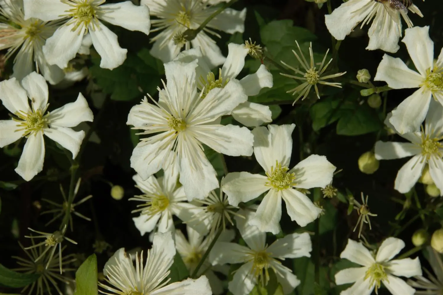Clematis armandii - 2 Ltr, 4 canes