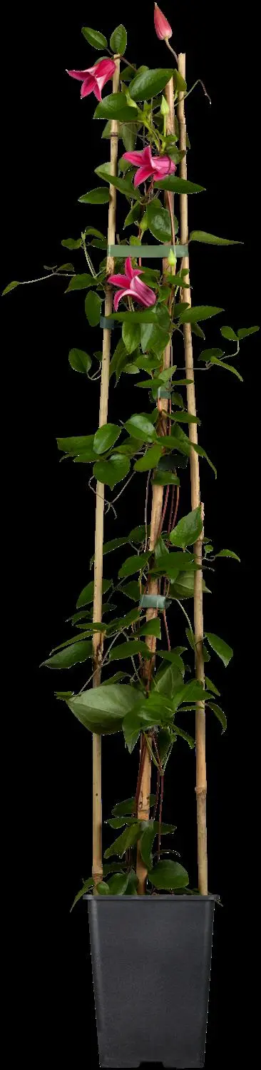 Clematis 'Princess Diana' - 2 Ltr pot