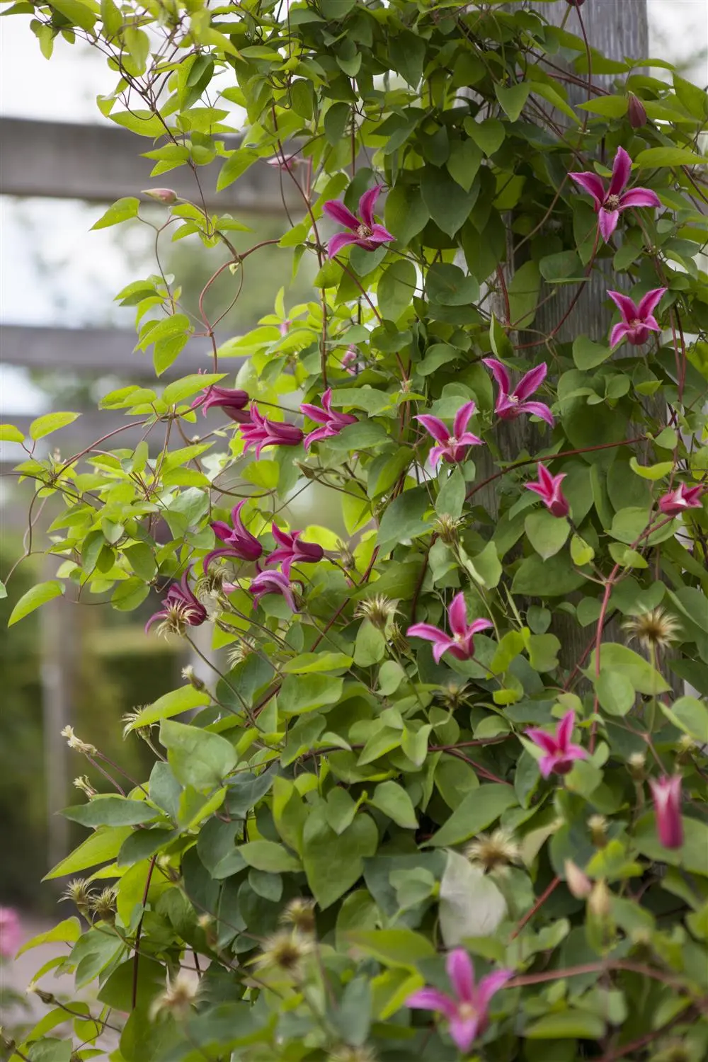 Clematis 'Queen Mother' - 2 Ltr, 4 canes