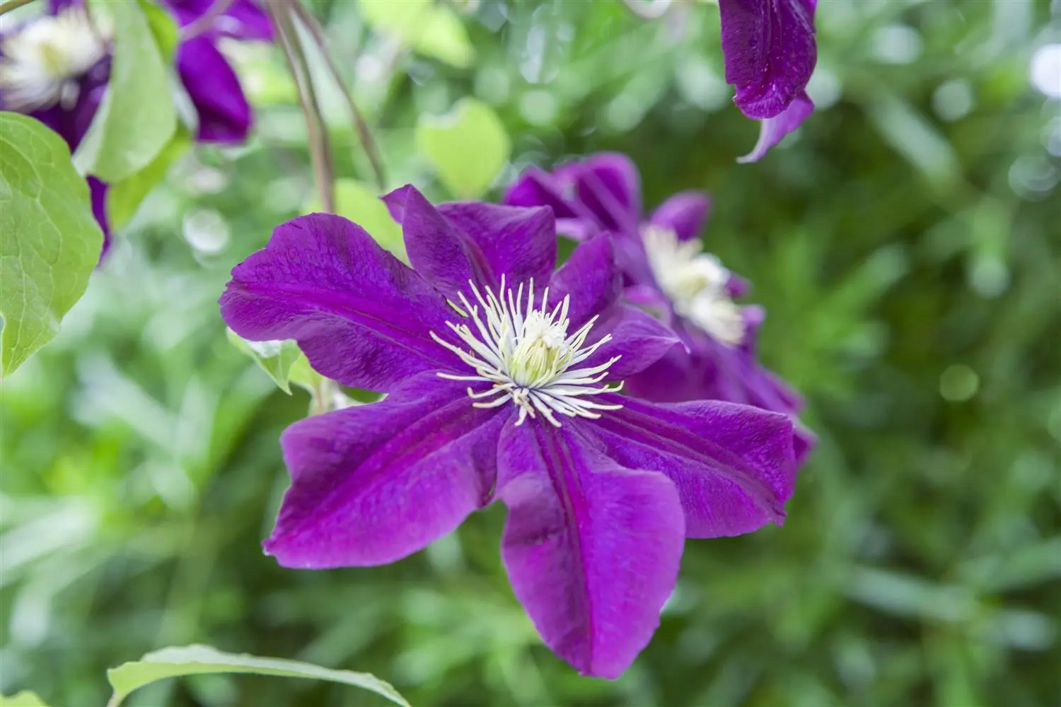 Clematis 'Warszawska Nike' - 80-100 CM C3