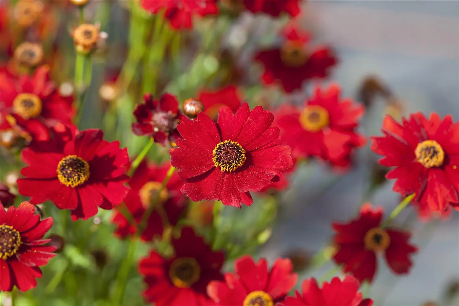 Coreopsis vert. 'Ruby Red' - P11