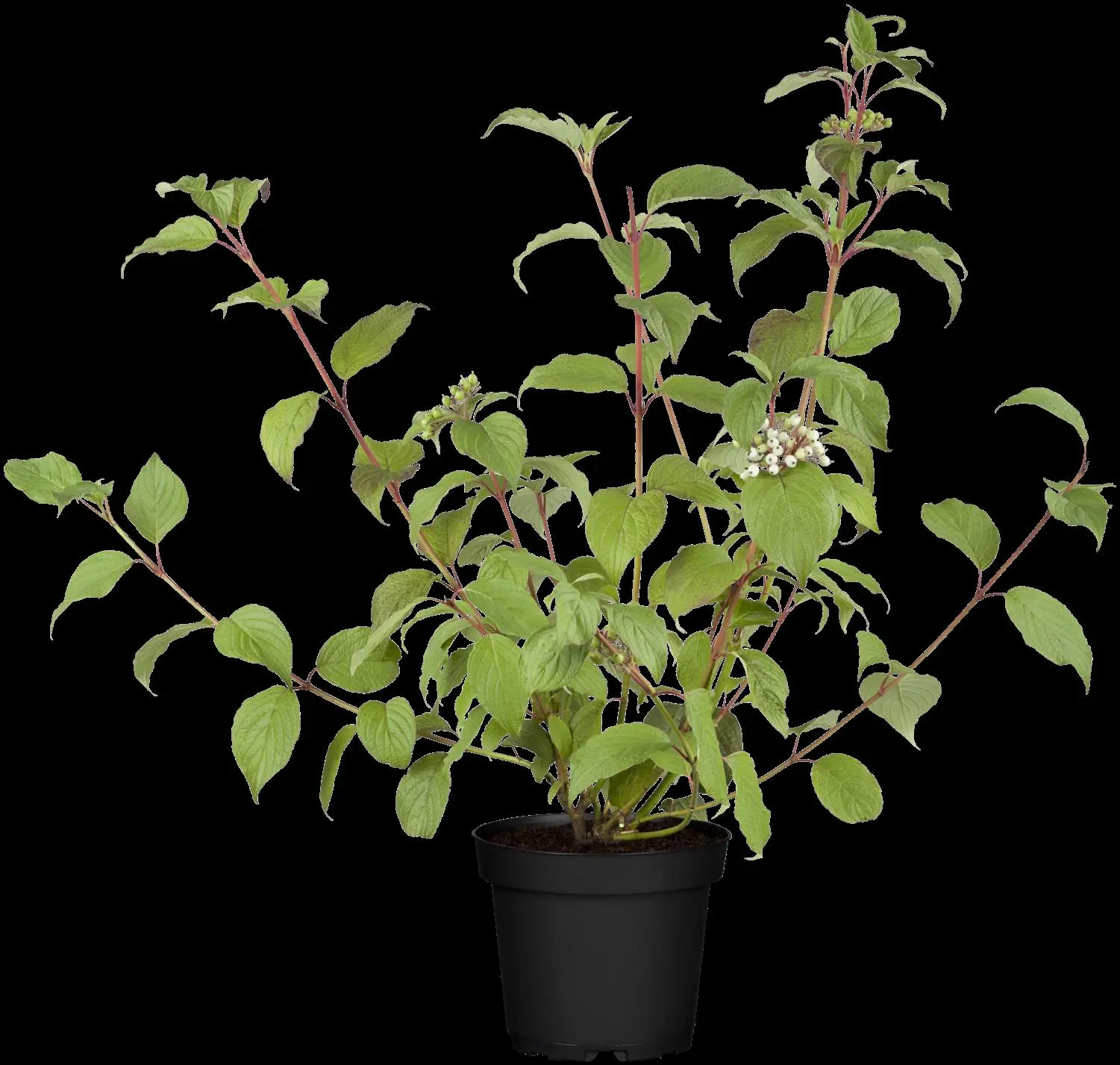 Cornus alba 'Kesselringii' - 3 Ltr pot